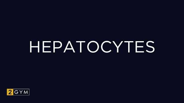 Hepatocytes: Functions, Structure, and Biological Role
